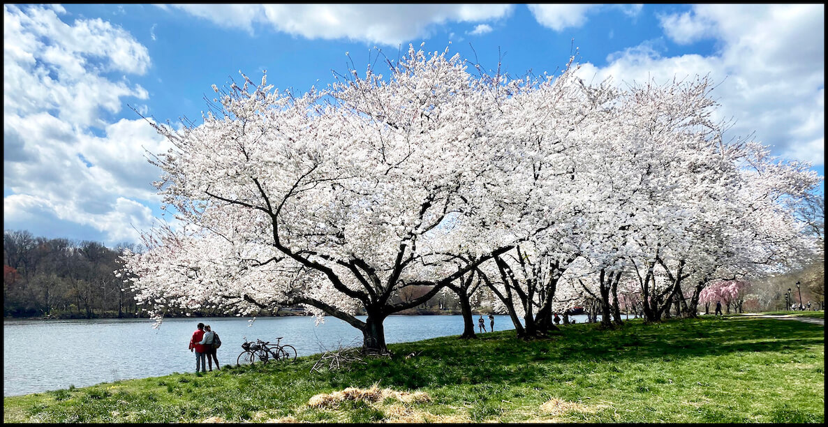 These gorgeous photos of spring in Philly will help you forget Covid-19