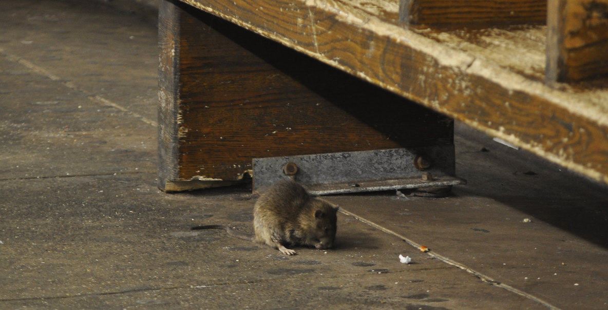 Rats are all over the Parkway! Here's how one local tried to stop them.