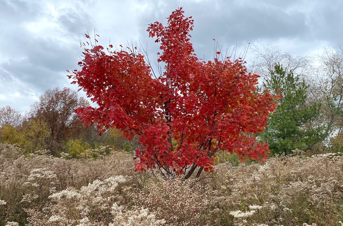 Will we save the FDR Park Meadows that saved us during the pandemic?